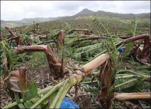 Hurricane Gilbert and its aftermath - Jamaica Observer