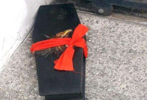 Coffin with severed chicken head found outside T&T court building ...