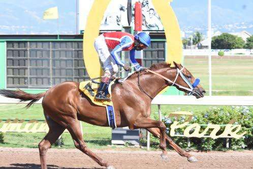 I want more – Shane Ellis - Jamaica Observer