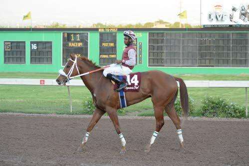 Adonis — as straight as can be - Jamaica Observer