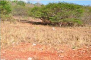 National Land Agency launches Queue Management System - Jamaica Observer
