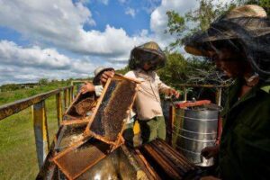 Cuba's worker bees boost thriving honey business - Jamaica Observer