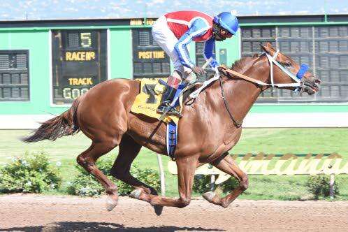 Shane Ellis canters to 1,200 winners - Jamaica Observer