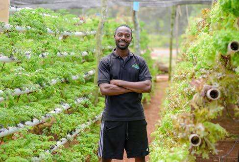 From the track to the farm Ricardo Chambers uses hydroponics technology ...
