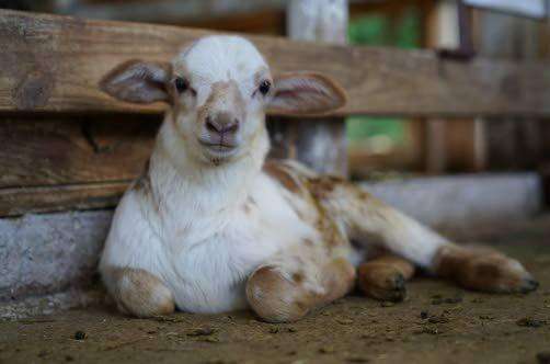 Newport Mills launches artificial insemination and embryo transplant ...