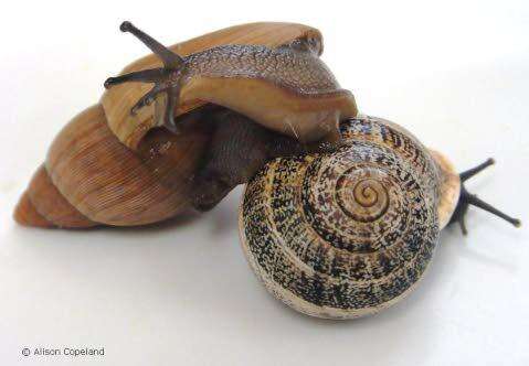 Rescued snails released into the wild - Jamaica Observer