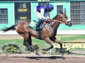 The 'Golden' mare - She's A Maneater - Jamaica Observer
