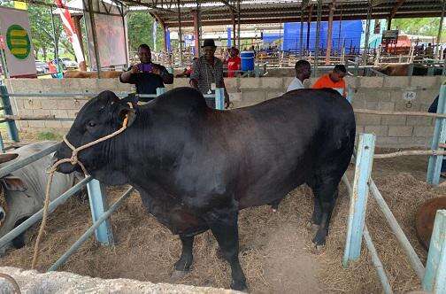 16-y-o farmer wins Tastee Cup for Champion Bull at Denbigh Show ...