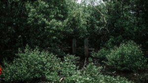 Cemeteries: A silent journey through Kingston’s past - Jamaica Observer