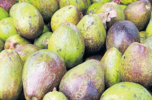 Man found dead under pear tree in Mandeville - Jamaica Observer