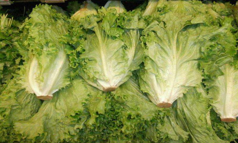 23 persons get sick after eating contaminated romaine lettuce in the US ...