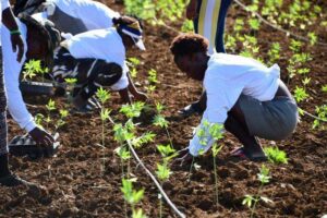 All set! Planting begins on medicinal hemp farm in Trelawny - Jamaica ...