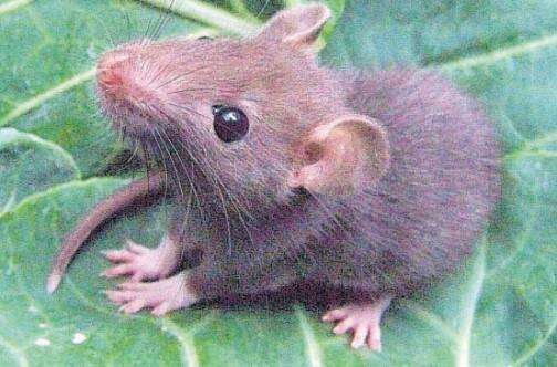 KSAMC councillors clash over rat infestation report - Jamaica Observer