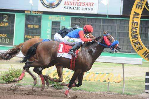 Stable patriarch Superluminal —still robust and durable at eight years ...