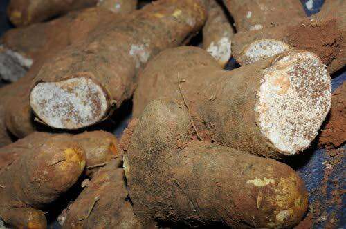 Yam: More than just great food - Jamaica Observer