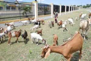 PHOTO: From one nanny to 35 goats - Jamaica Observer