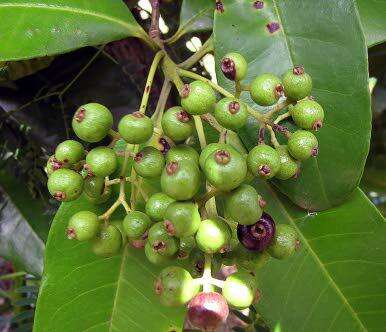 Jamaicans urged to protect pimento plants, bitterwood trees - Jamaica ...