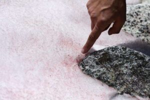 Pink ice in Italy's Alps sparks algae probe - Jamaica Observer
