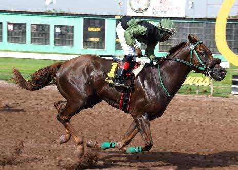 Nuclear Thunder as fit as ever and improving – trainer Phillip Elliott ...