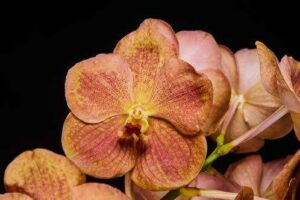 Orchid Tips For Unlikely Gardeners & Hopeful Growers - Jamaica Observer