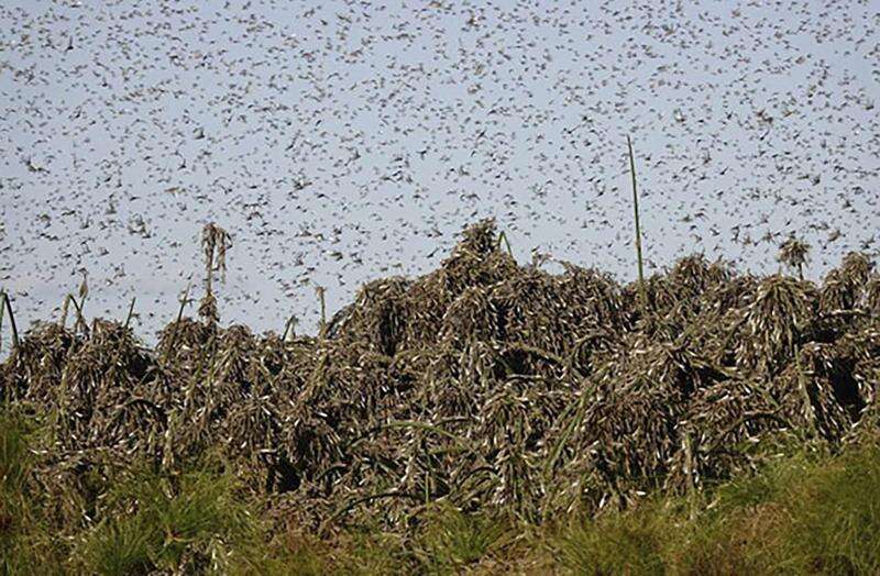 Locust plague sweeps across southern Africa - Jamaica Observer