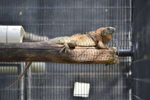 Hope Zoo offers skills training as part of Jamaican Iguana conservation ...