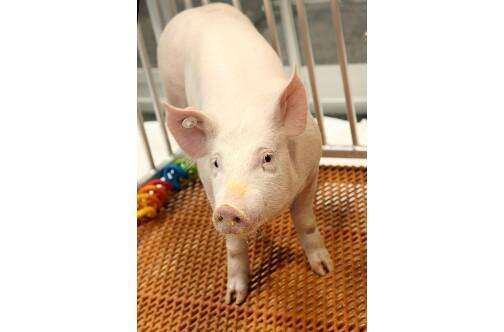 US regulators OK genetically modified pig for food, drugs - Jamaica ...
