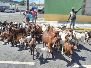 PHOTO: GOATS GALORE! - Jamaica Observer