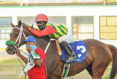 Toona Ciliata at his best, so too apprentice Romario Spencer - Jamaica ...