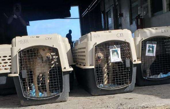 144 Royal Caribbean Terriers off to Canada - Jamaica Observer