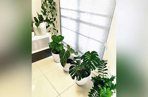 Fannzcy Plants with Fanny Chang - Jamaica Observer