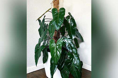 Fannzcy Plants with Fanny Chang - Jamaica Observer