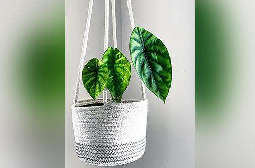 Fannzcy Plants with Fanny Chang - Jamaica Observer