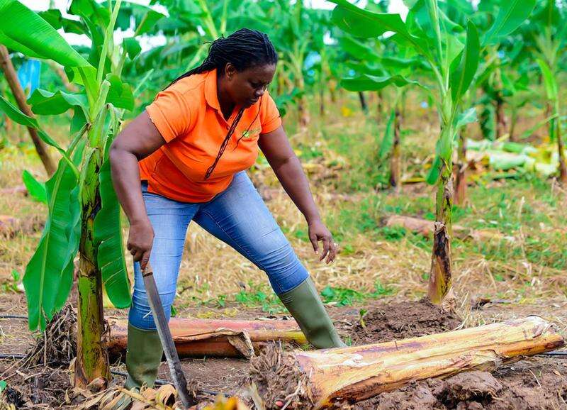 JP investing $130 million to rehabilitate St Mary farm after TS Grace ...