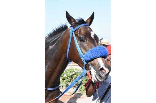 Calculus the derby favourite, but watch Big Jule, Further and Beyond ...