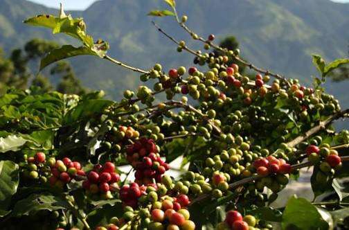 Costlier brew hits coffee lovers - Jamaica Observer