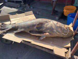 June fish delight - Jamaica Observer