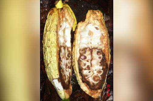 $300m spent but cocoa farmers taking a pounding in battle against ...