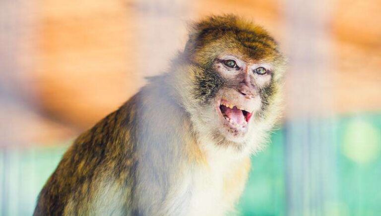 Police hunt underway in South Carolina after 40 monkeys escape research ...