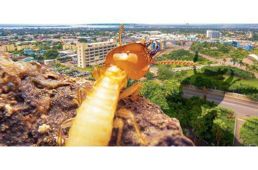Termite invasion! - Jamaica Observer