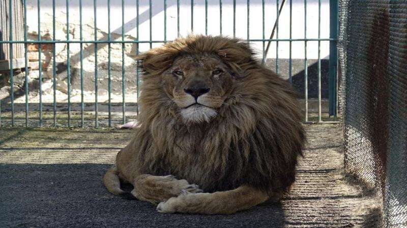 Simba the lion, wolf safely evacuated from war-torn Ukraine - Jamaica ...