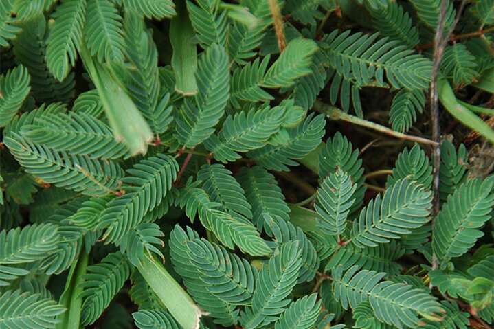 The fascinating ‘shame plant’ - Jamaica Observer