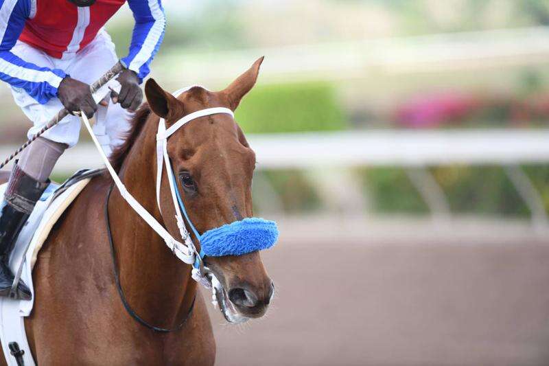 Supreme Song looking like his brother Toona Ciliata — trainer Anthony ...