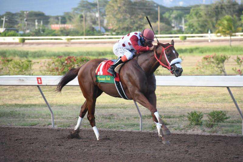 Double Diva seeks anniversary fifth-consecutive win - Jamaica Observer