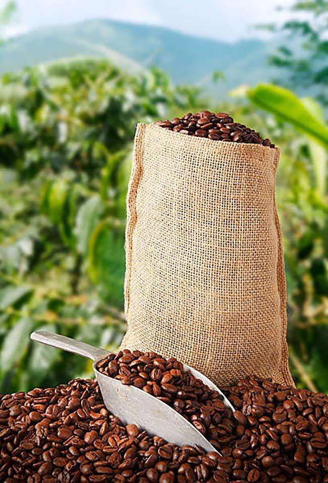 JACRA says no to sub-licensing for coffee - Jamaica Observer