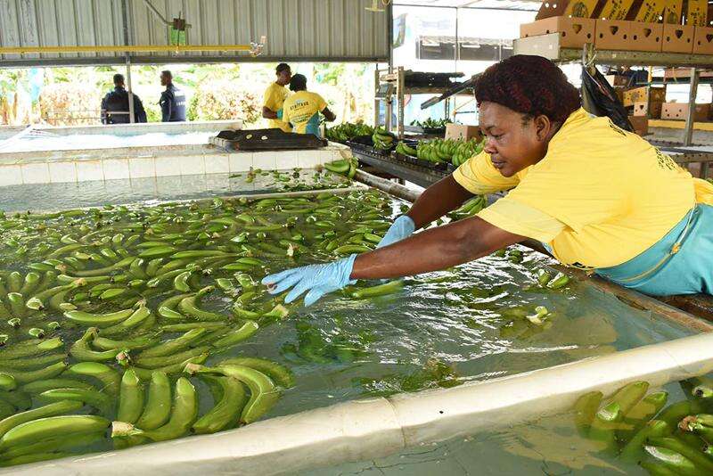 JP Farms increases export volume - Jamaica Observer