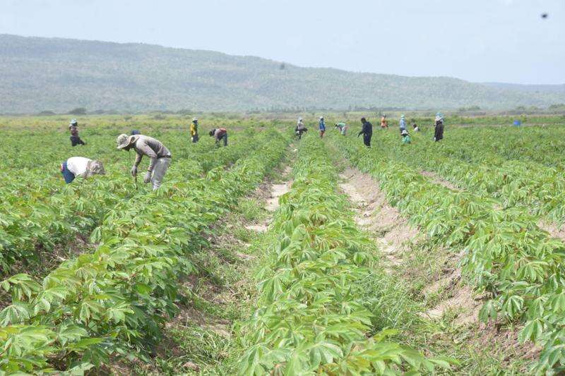 The culture in agriculture - Jamaica Observer
