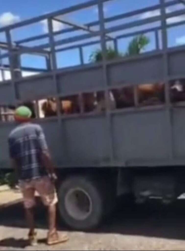 WATCH: Four men arrested for stealing cows in St Ann - Jamaica Observer