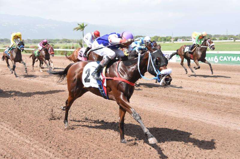 Emperorofthecats the Overnight Allowance - Jamaica Observer