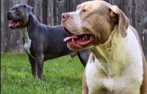 Family pit bulls kill toddler and baby, injure mother in Tennessee ...